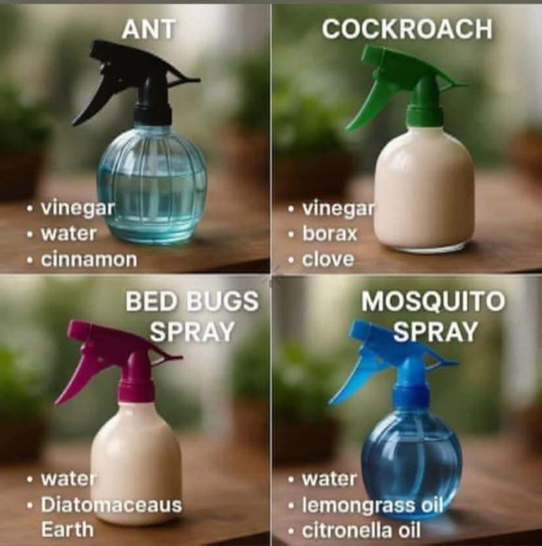 Cockroach Spray – Lets Cook